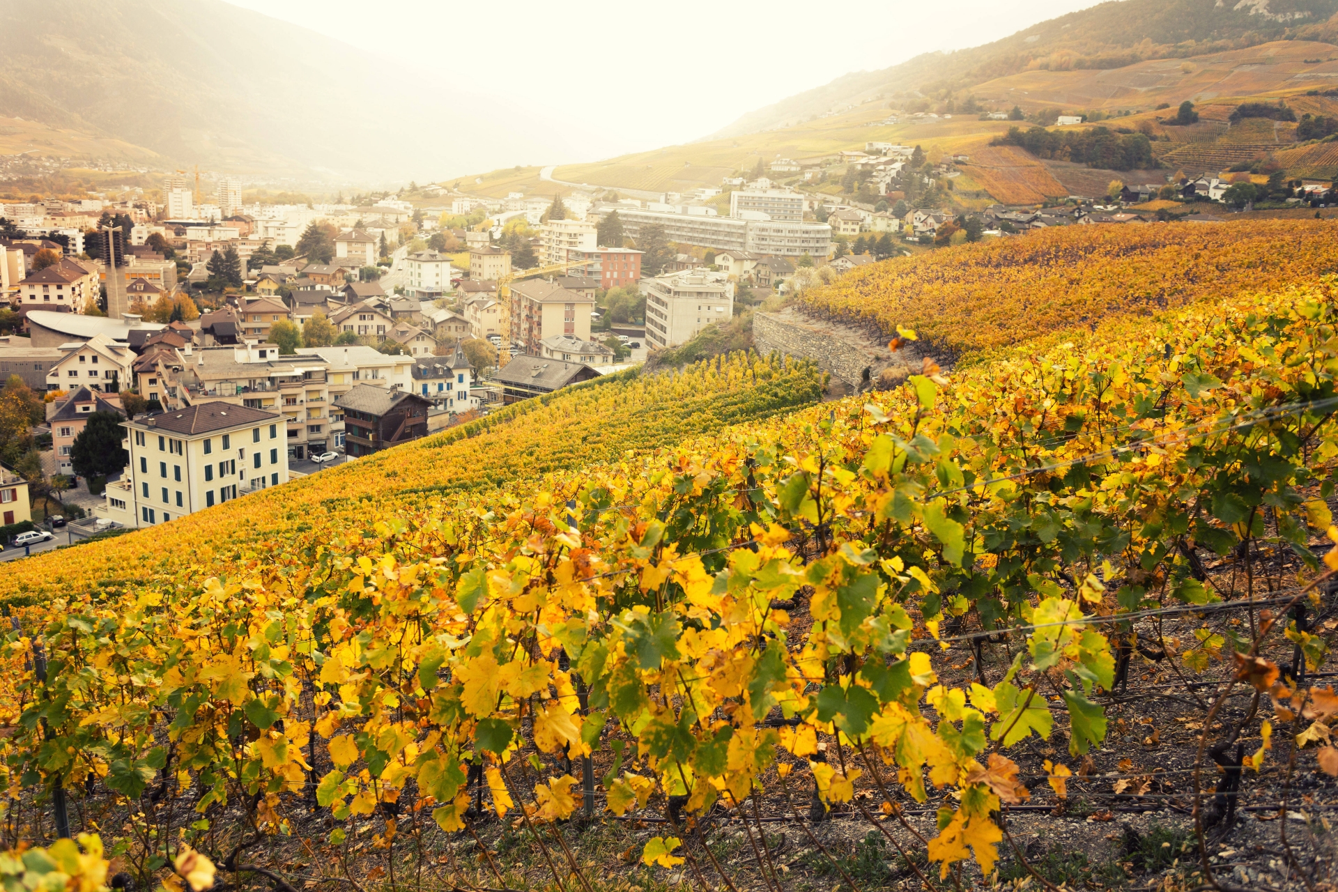 Sentier viticole :: Ville de Sierre Valais Suisse